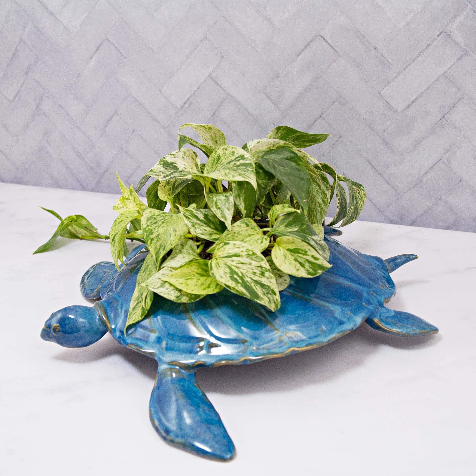 Turtle Planter handmade by Georgetown Pottery in Maine